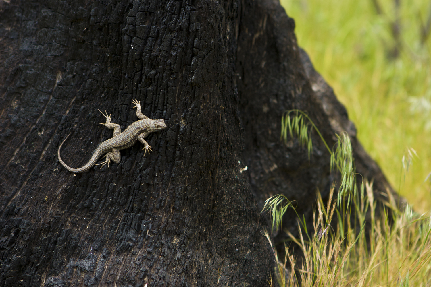 USA Diamond Zen Center