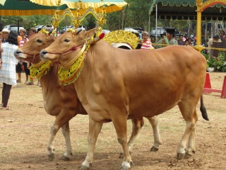 TIRAKAT MANDIRI: Mengenal Jenis dan Macam Sapi
