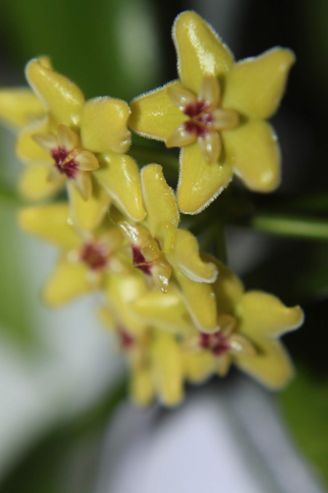 Hoyapassion: Hoya diptera Fiji i obiecanki Hoi kipandiensis