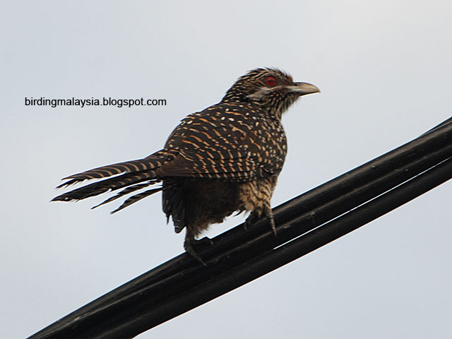 Birding Malaysia: Cuckoos and Koel (Cuculidae)