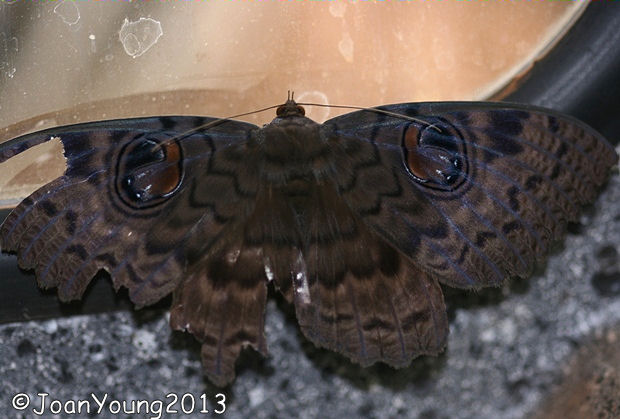 South African Photographs: Walker’s Owl Moth (Erebus macrops)