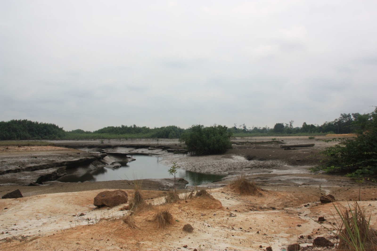 Notre aventure au Gabon: La mangrove du Parc National de l'Akanda