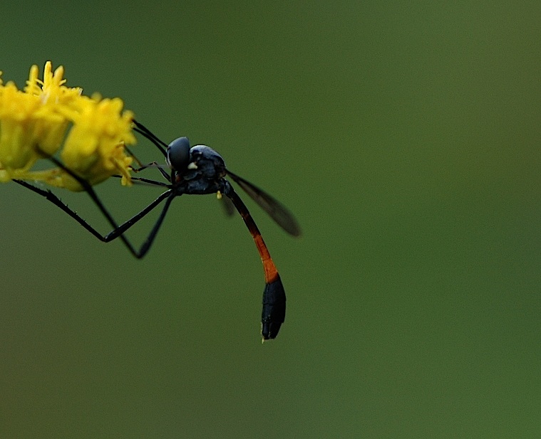 Field Biology in Southeastern Ohio: Insect Walk