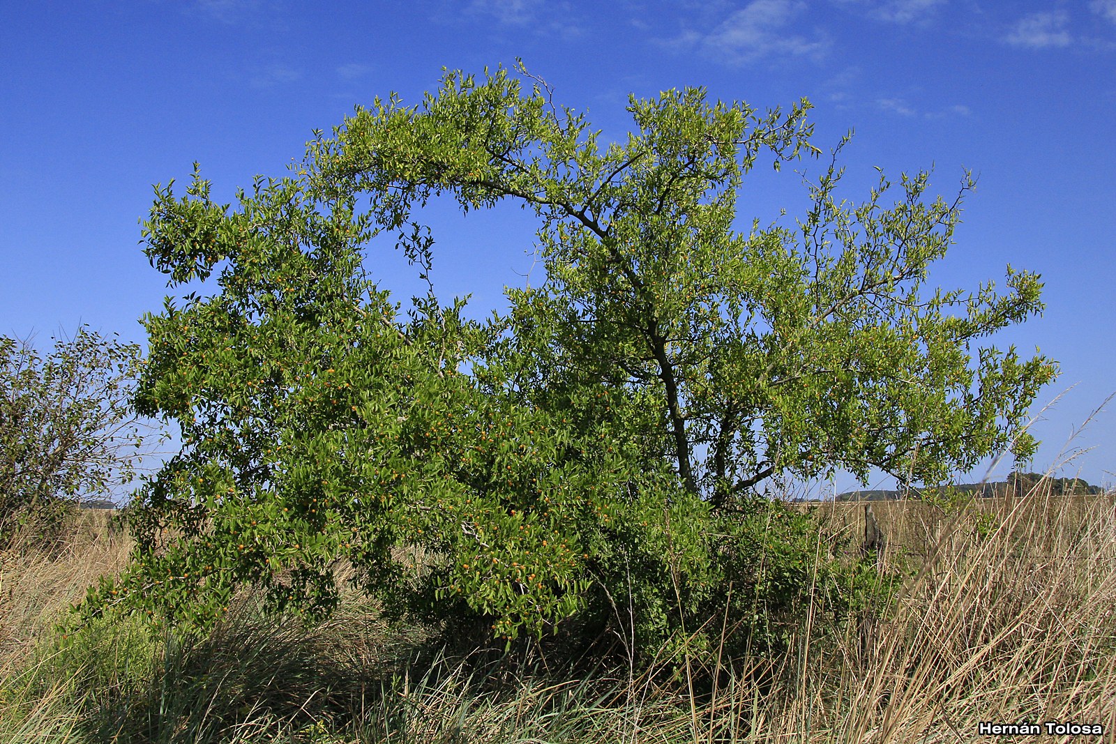 Flora Bonaerense: Tala (Celtis ehrenbergiana)