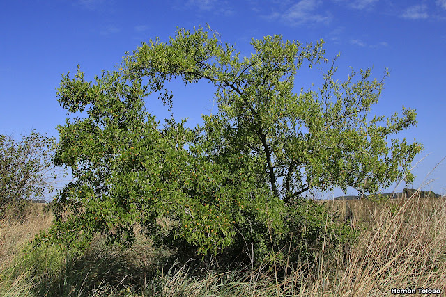 Flora Bonaerense: Tala (Celtis ehrenbergiana)