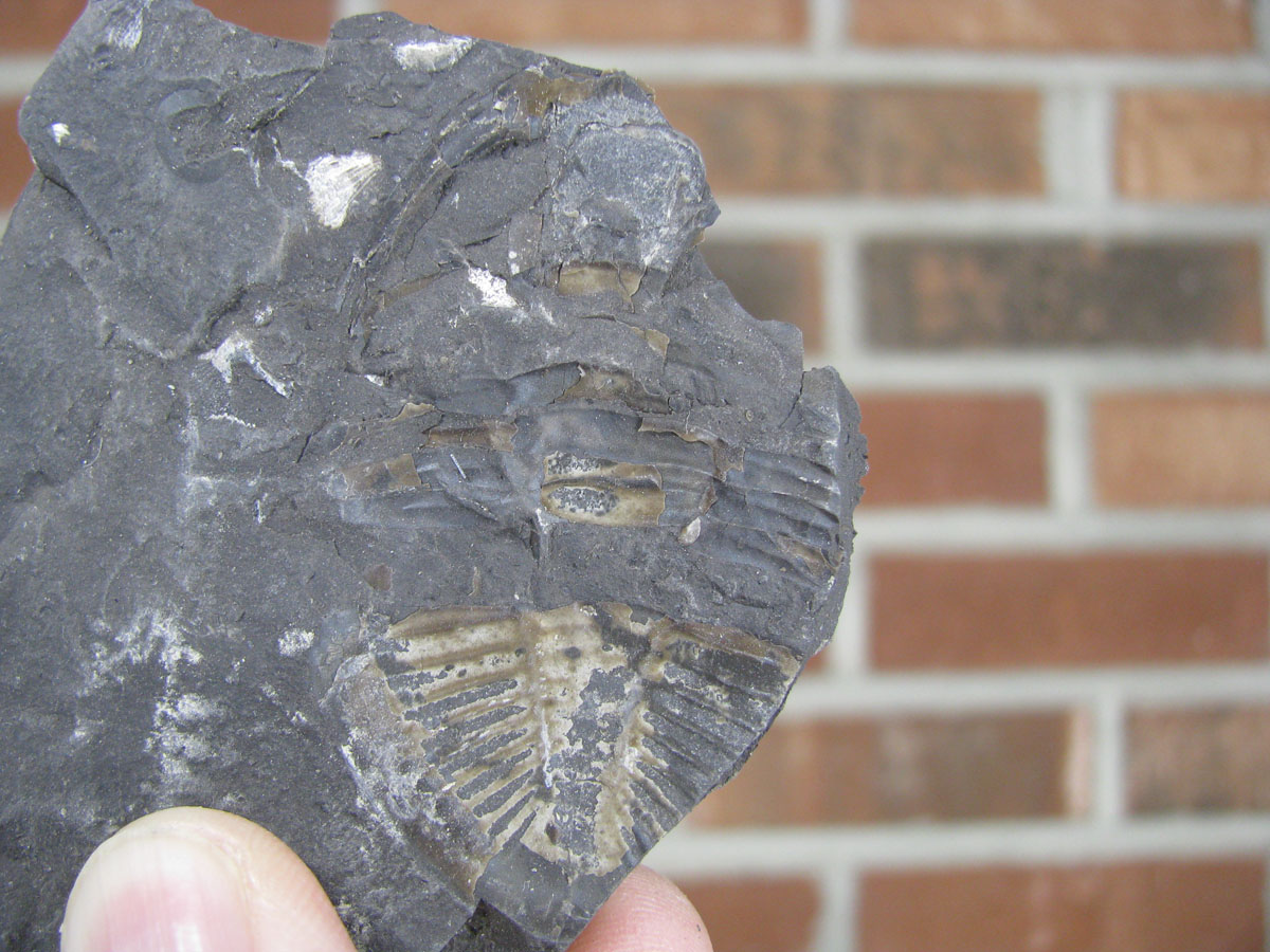 Views of the Mahantango: Pseudogygites latimarginatus trilobite from ...