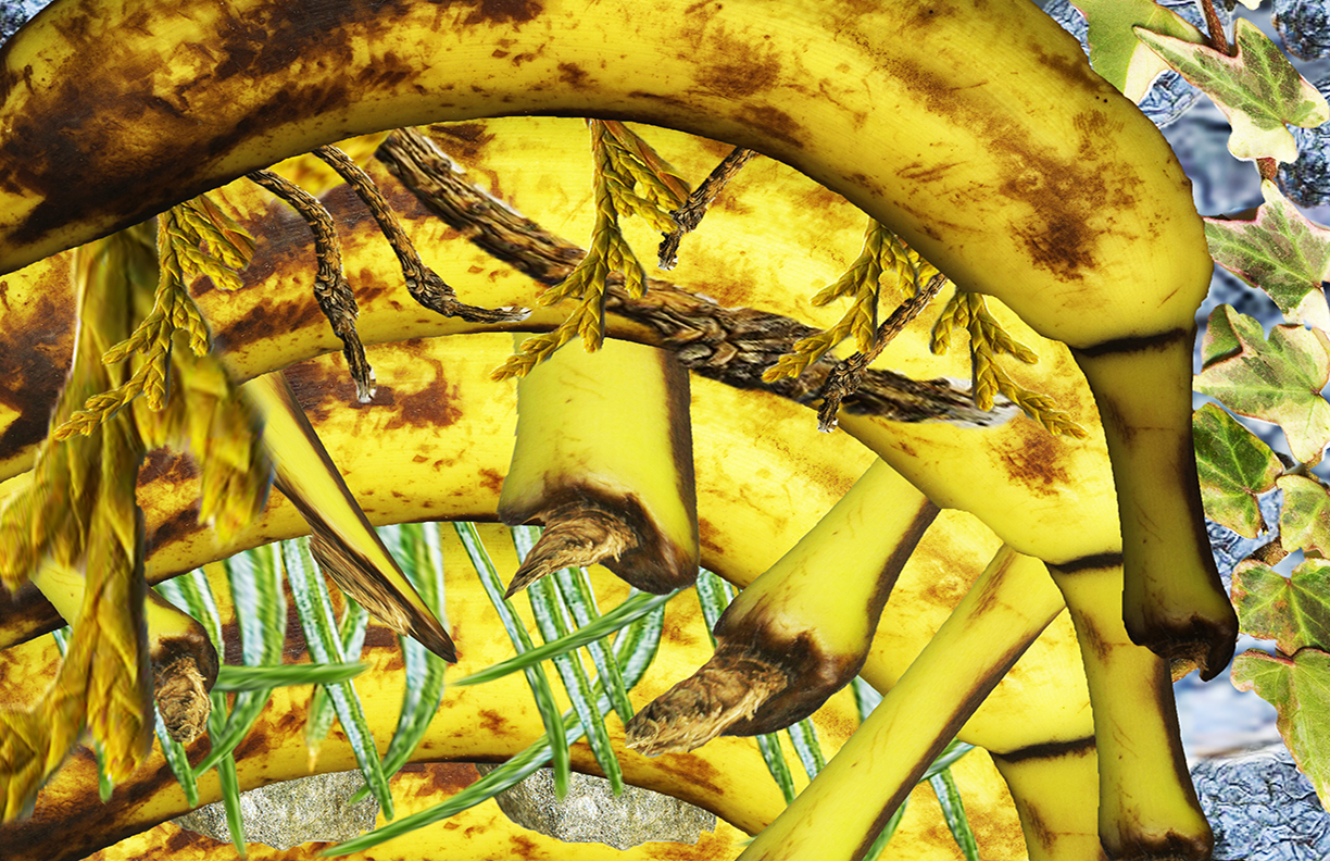 Dope Art By egavelin: Project 3: Surreal Compositions with Natural Objects