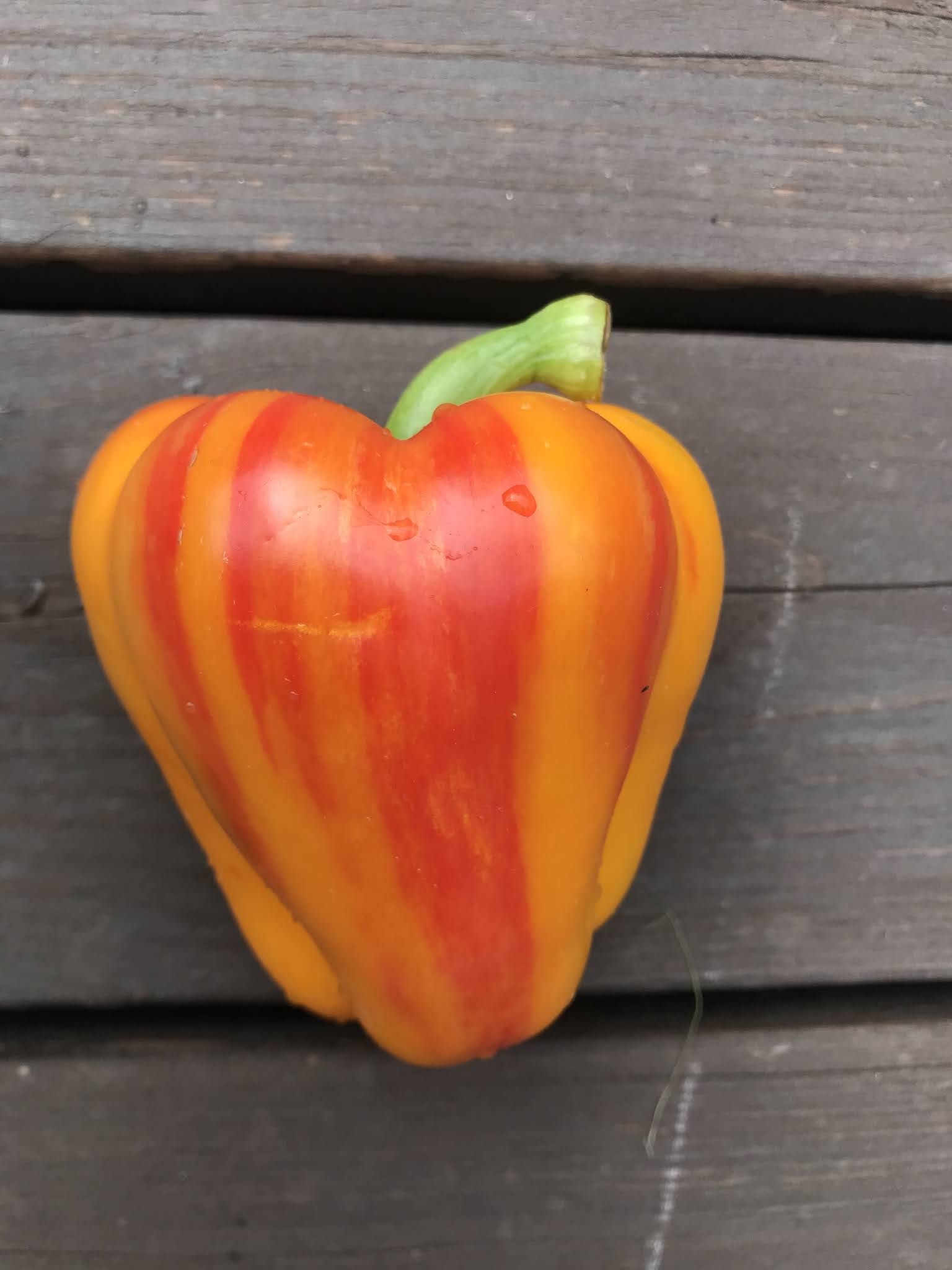 Paprika