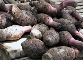 Top 6 Major and Priority Root Crops in the Philippines