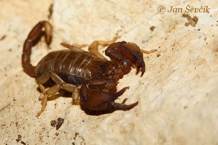 Le monde des scorpions : les scorpions