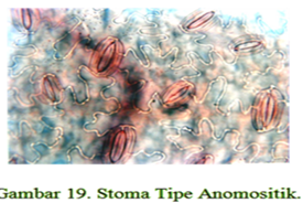 everything you need: Gambar Jenis-jenis stomata