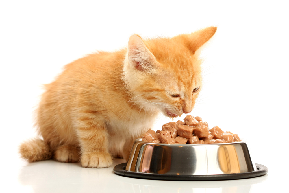 Descubre cual es el mejor alimento para tu gato | Alimentos para gatos ...