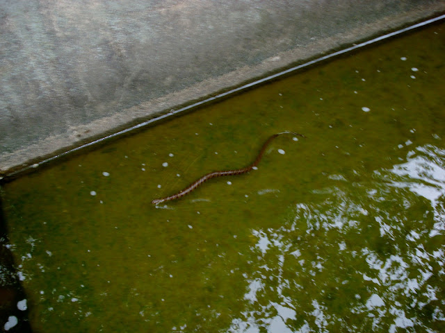 Experiencing Illinois: The Spillway at Gillespie Lake