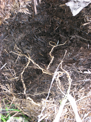 Headwaters Park: Straw Bale Garden Results