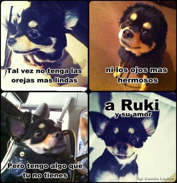 BEAUTIFUL DEFORMITY OF THE GAZETTE: [Pets] Koron Chan Adalah Anjing ...