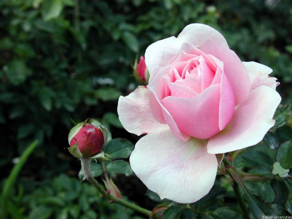 Marysol Salval: Haigas y Haikus: Rosa