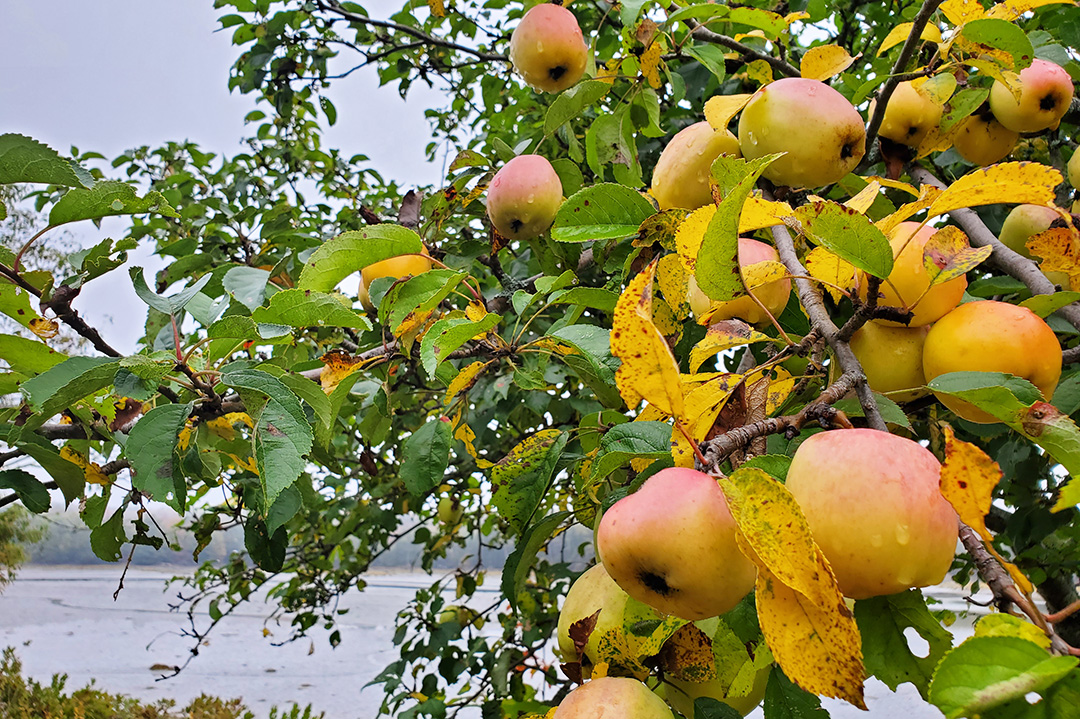 66 Square Feet (Plus): Apples from Maine, in Brooklyn