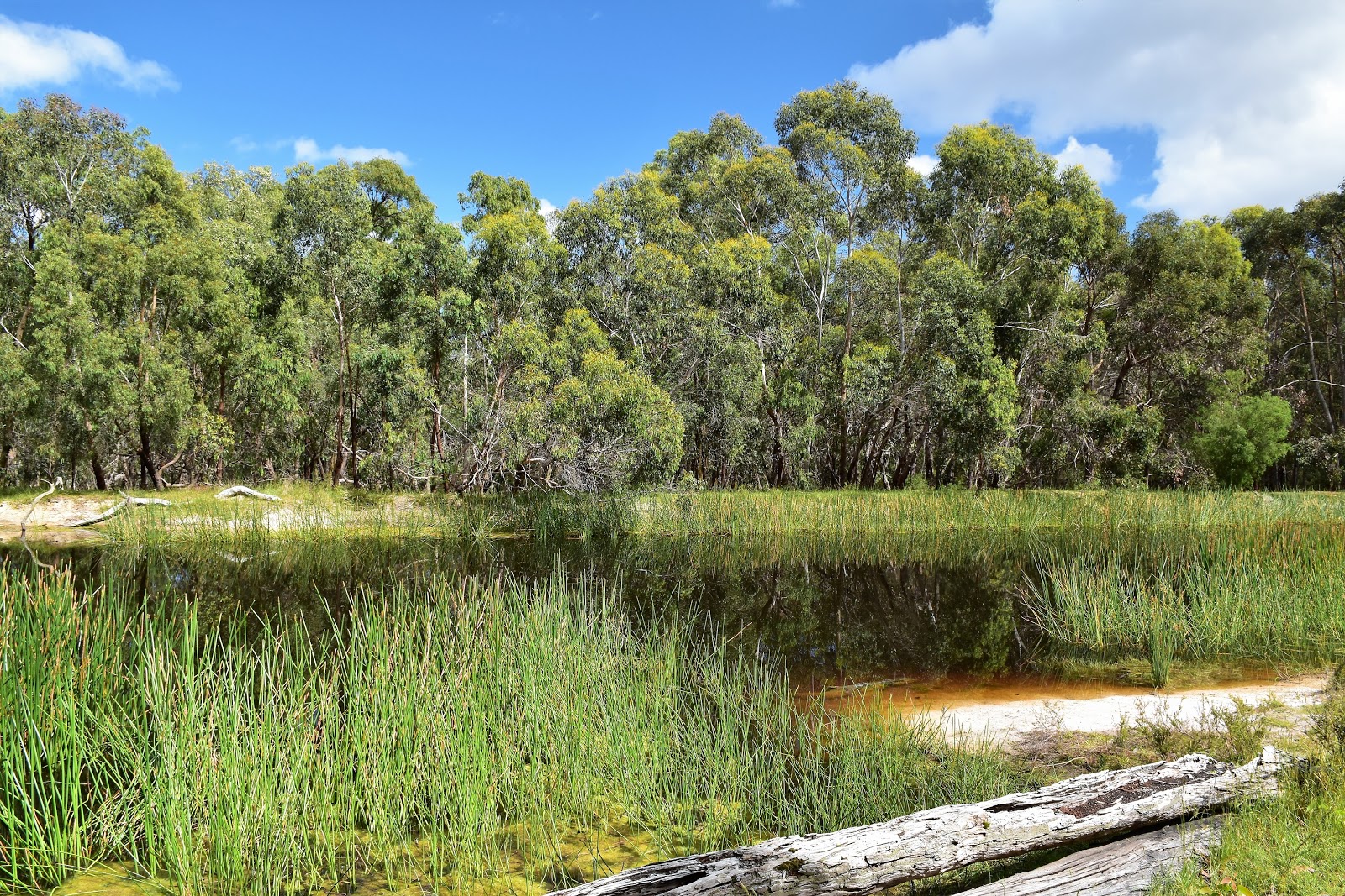 Goin' Feral One Day At A Time: Woods Bushland Reserve Walk - November 2019