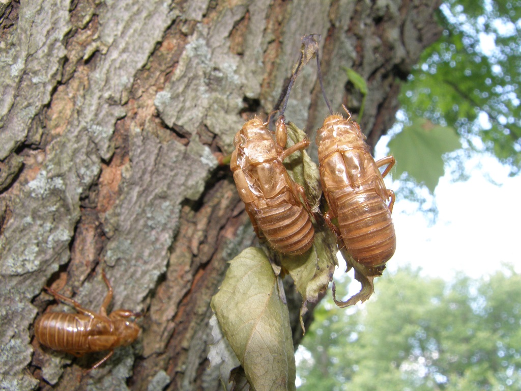 UEP!: LAS CIGARRAS O CHICHARRAS (CIGALES).