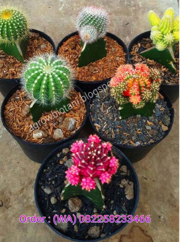 Jenis Bunga Kaktus ~ Agrow Biotani