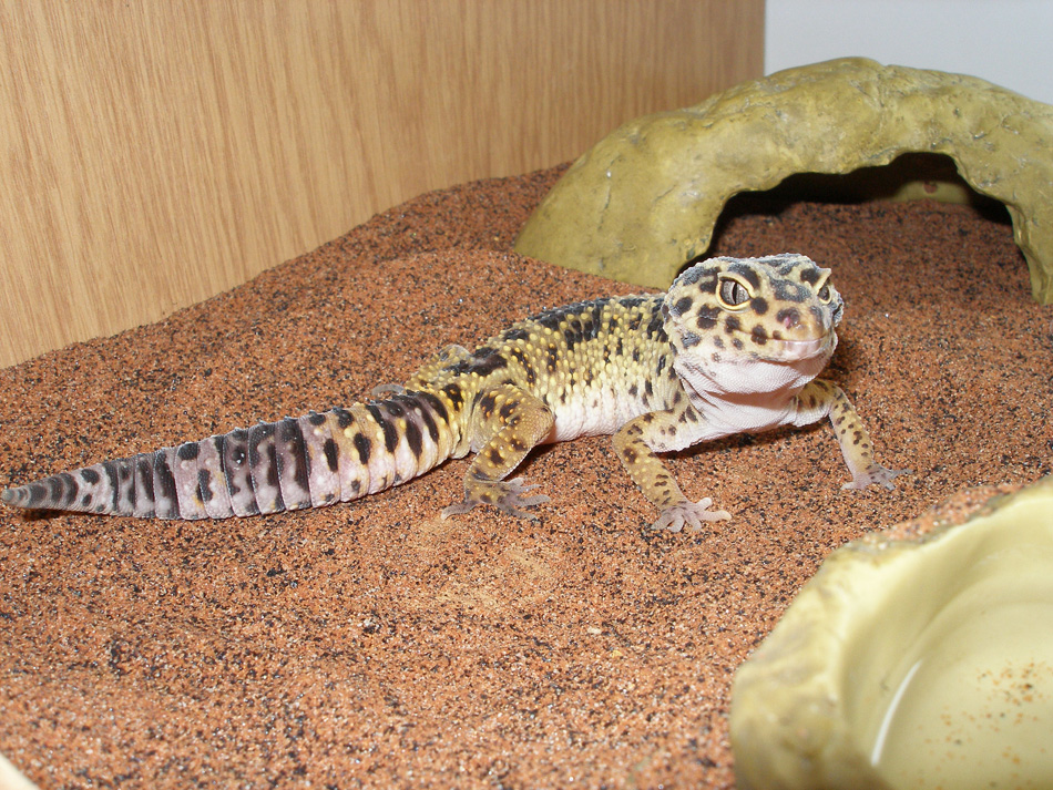Leopard Gecko:Hewan Peliharaan