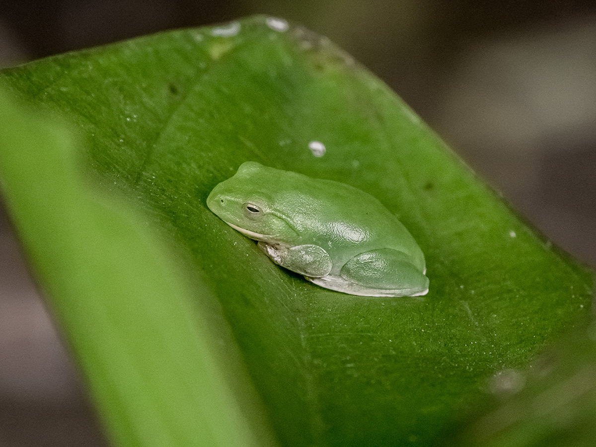 tower record: 超可愛的台北樹蛙_ The Precious Taipei Tree Frog Rhacophorus ...