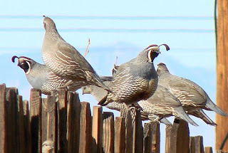 Behind the French Menu: Caille - Quail. Quail on the Menu in France.
