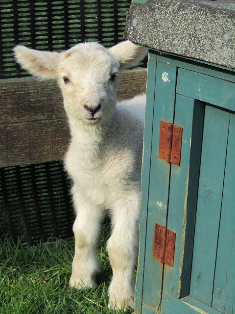 Fair Isle: Happy Easter & Ba Ba Baby Lambs!