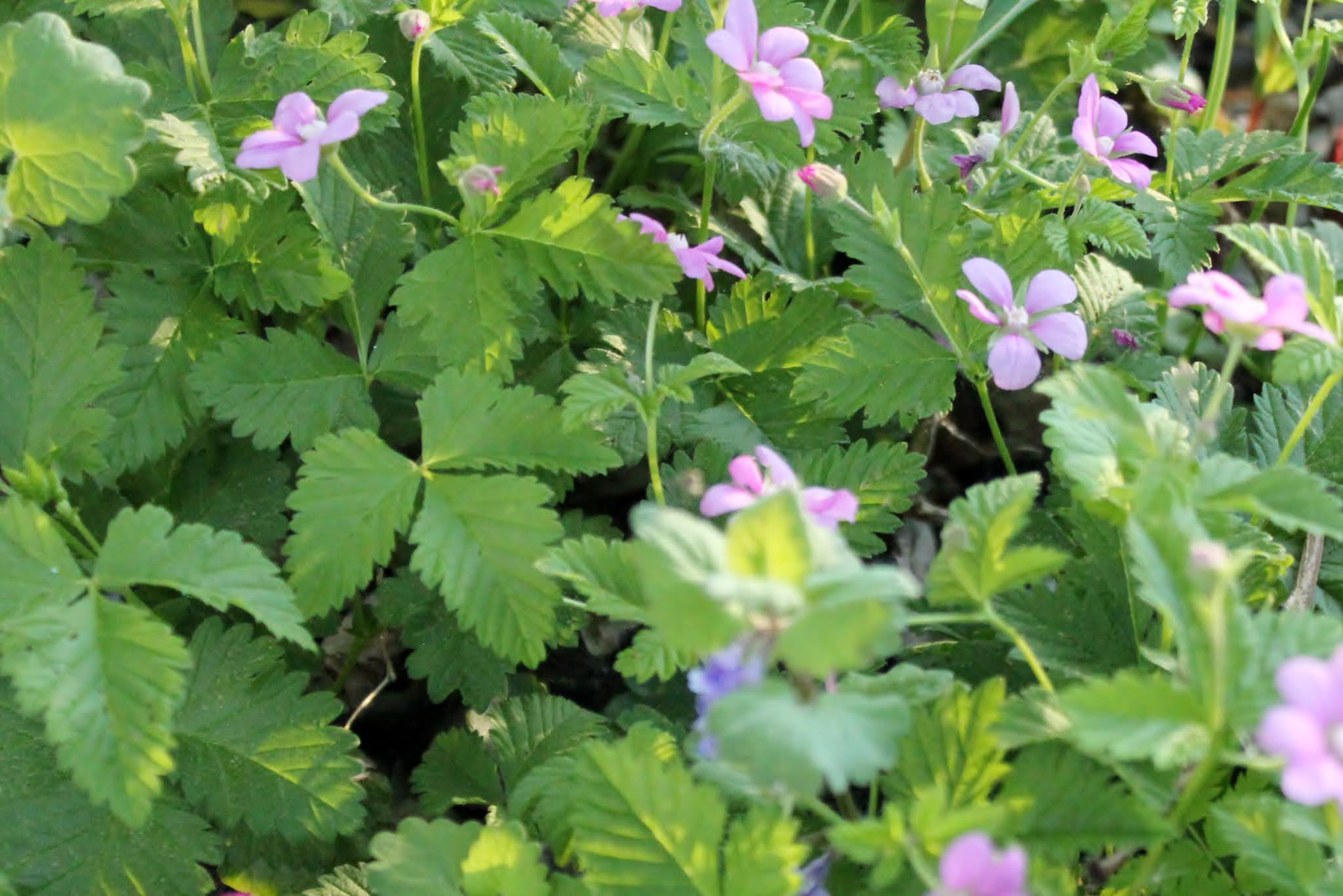 Kukka & Kaali: KEVÄÄN KUKKIJAT