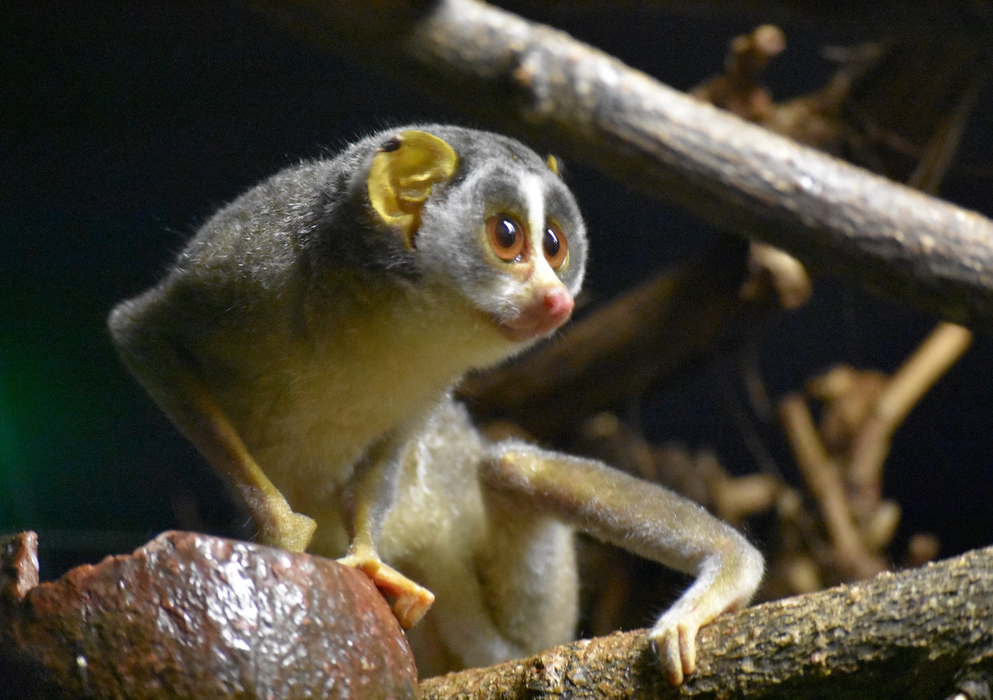 ZOOTOGRAFIANDO (6.057 ANIMALS): LORIS ESBELTO GRIS / GRAY SLENDER LORIS ...