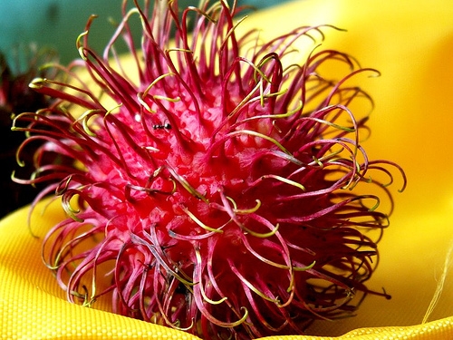 Weird Food of the World: Spiky Fruit