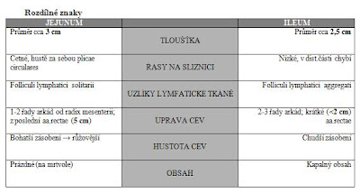 ANATOMIE v kostce: 40. DUODENUM, JEJUNOILEUM (INTESTINUM TENUE)