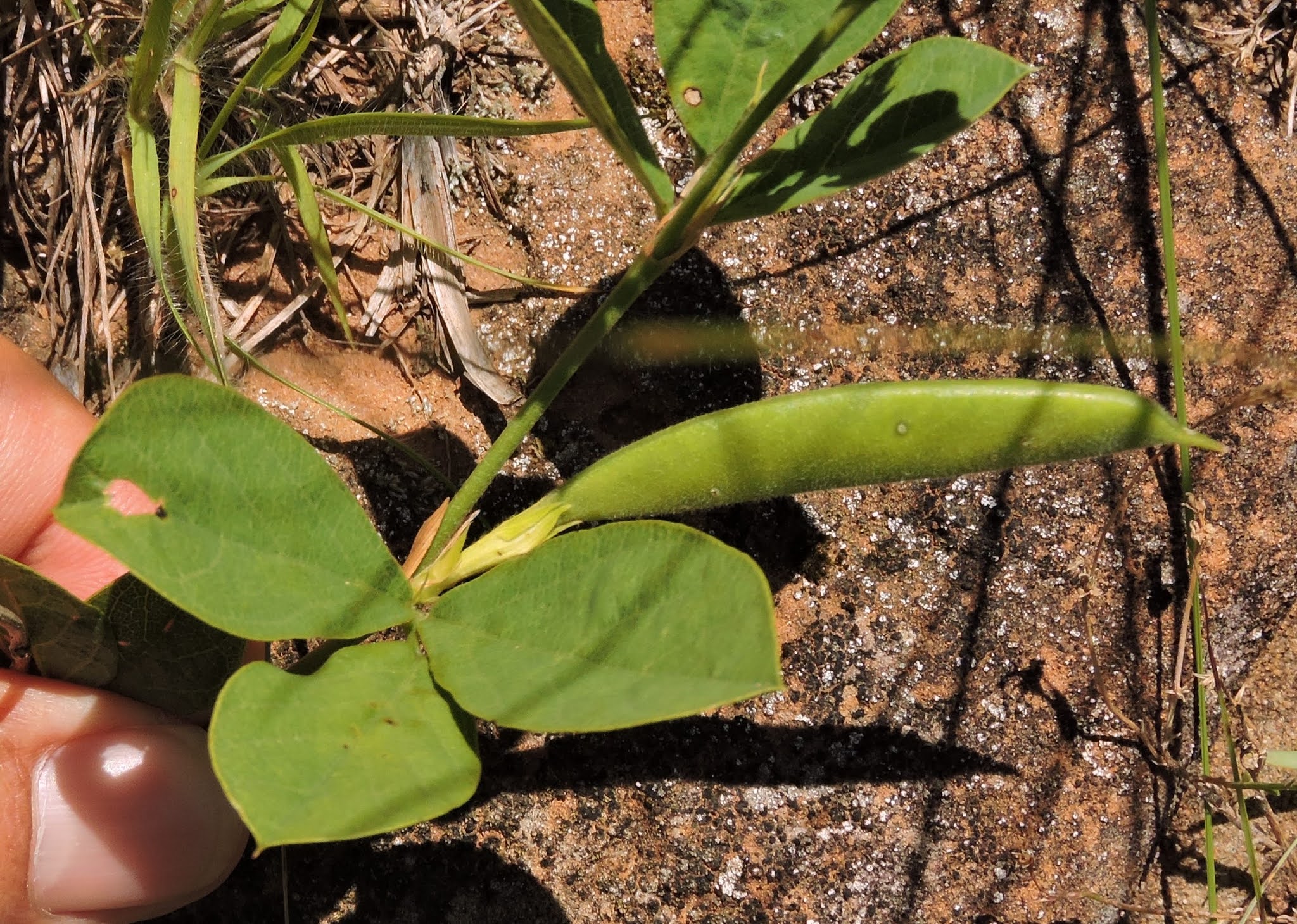 Fabaceae - Leguminosae no Brasil: Clitoria