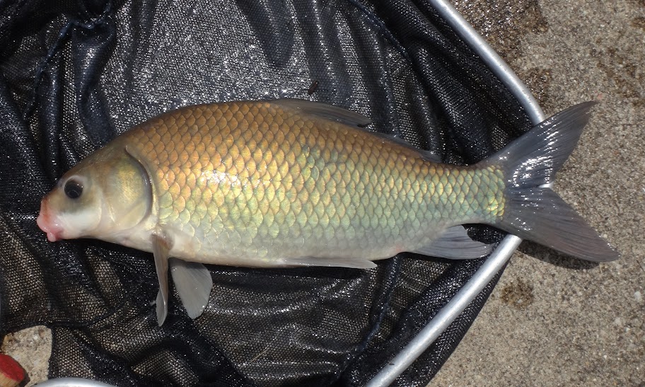 Ictiobus Bubalus Smallmouth Buffalo 2117