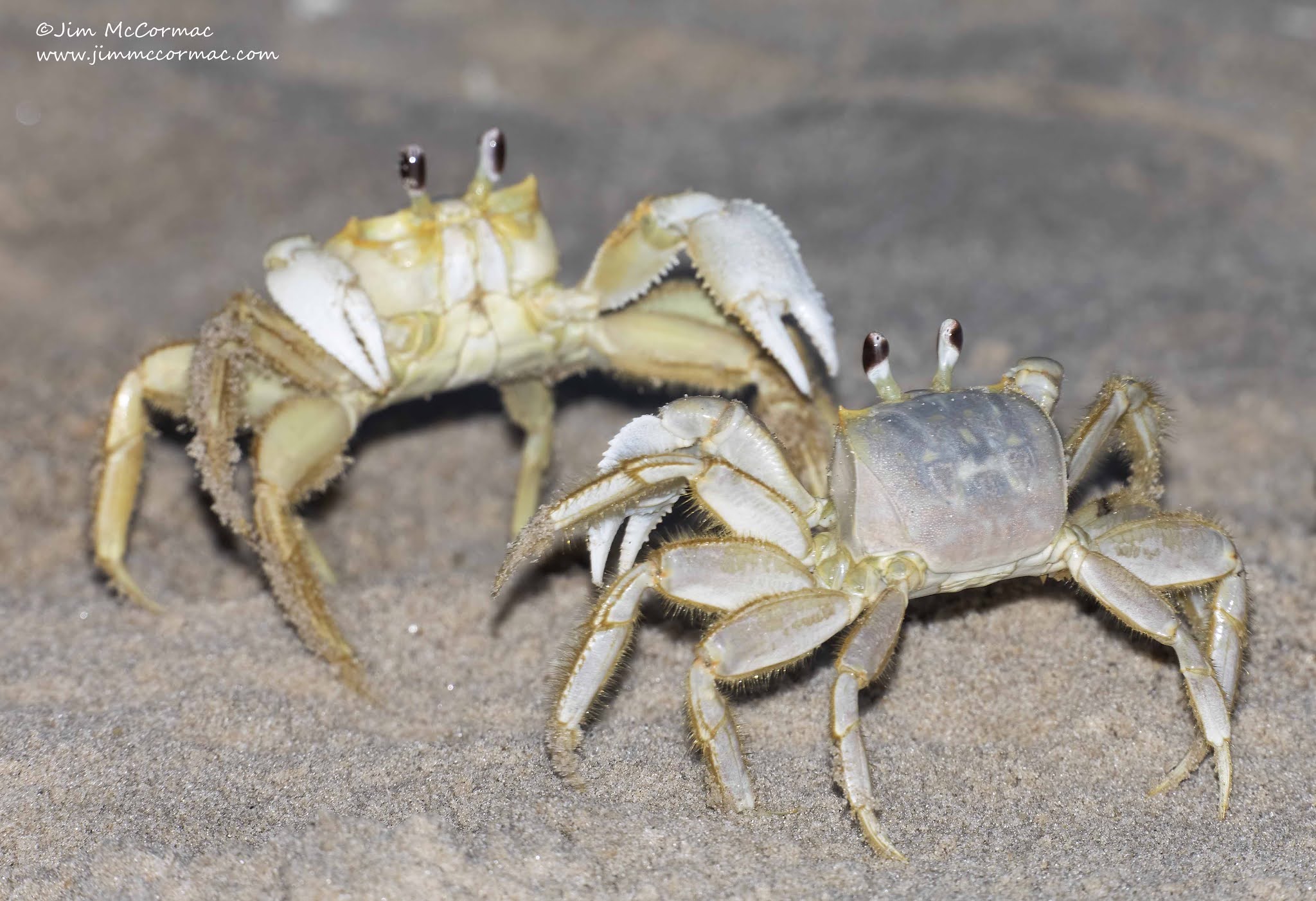 Ohio Birds and Biodiversity: Atlantic Ghost Crab: A fascinating decapod