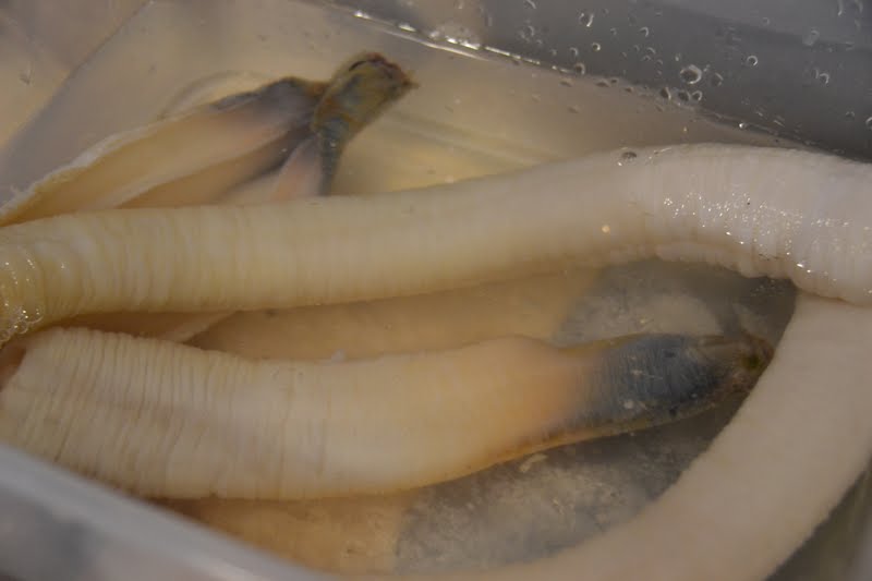 Charlie's Kitchen aka Blue Fire: How to clean geoduck/horse clam
