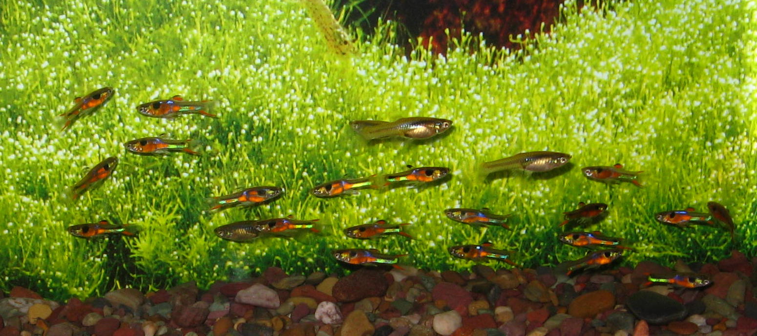 Swordtail Guppies: Endler's Livebearer ~ a colorful jewel by any ...