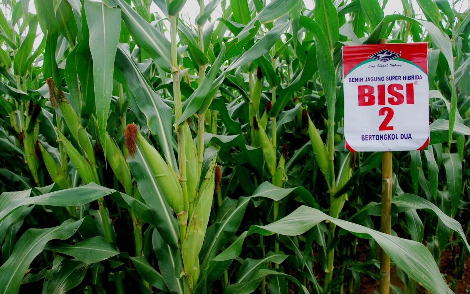 BISI 2 sesuai dengan namanya, yang selalu bertongkol dua ~ Petani ...