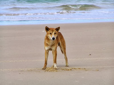 Dingo Animals | Latest Facts & Pictures | All Wildlife Photographs
