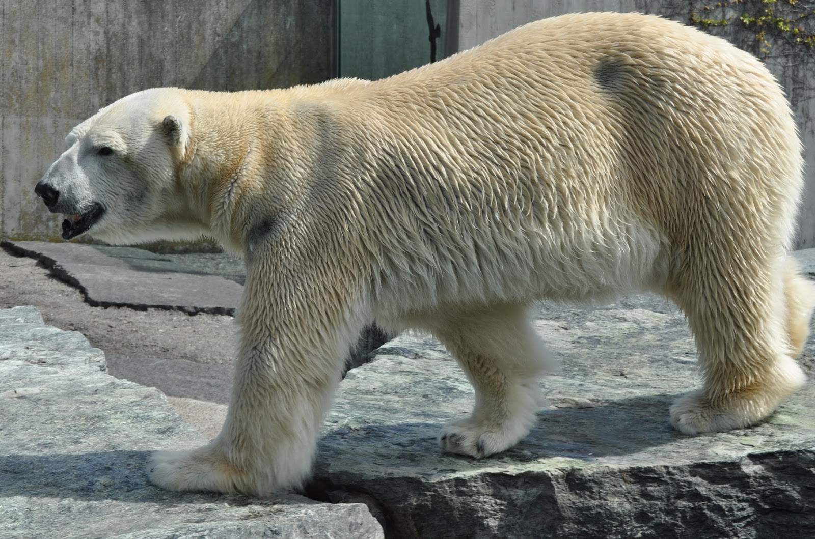 ZOOTOGRAFIANDO (MI COLECCIÓN DE FOTOS DE ANIMALES): OSO POLAR / POLAR ...