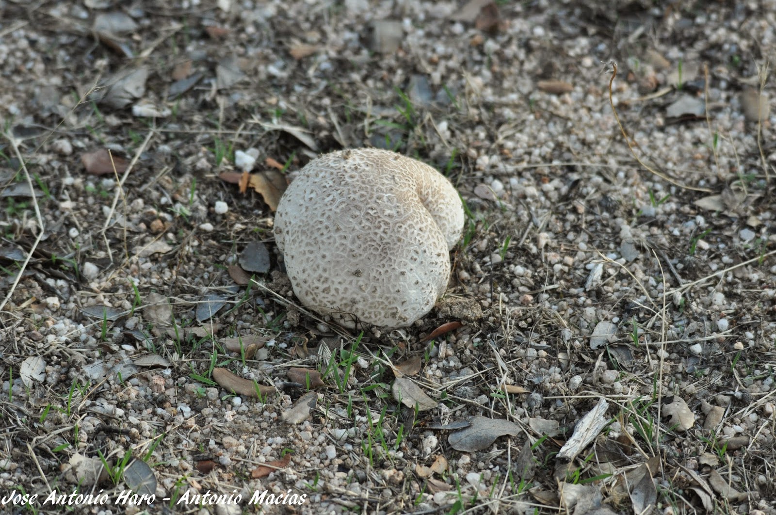 RioYeguas: Seta Pedo Lobo (Lycoperdon perlatum)