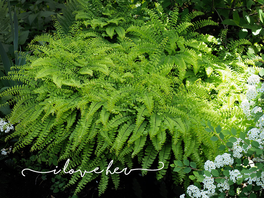 La Table De Nana: Gardening~I still love it~And Bravo Mail Chimp is ...