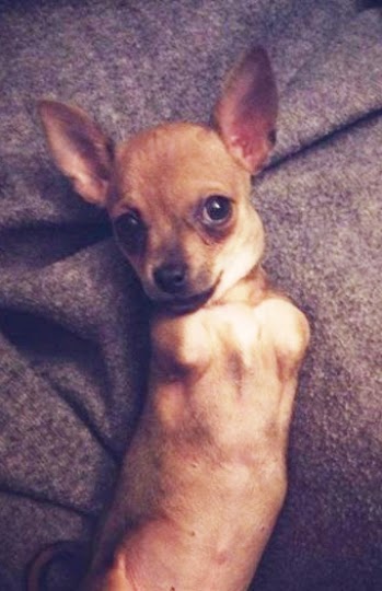 Fauna Urbana Villa María: Un cachorro sin patas delanteras vuelve a ...