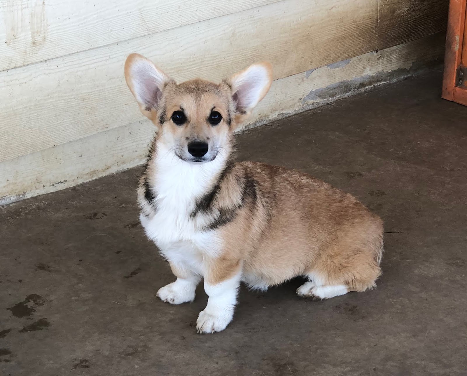 Sadie Bug's Pembroke Welsh Corgi Puppies: AKC PEMBROKE WELSH CORGI