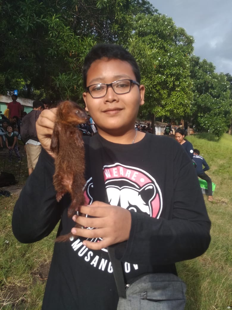 Jenis jenis musang, kerabat musang dan harganya - Karolus Ivan Purwoko