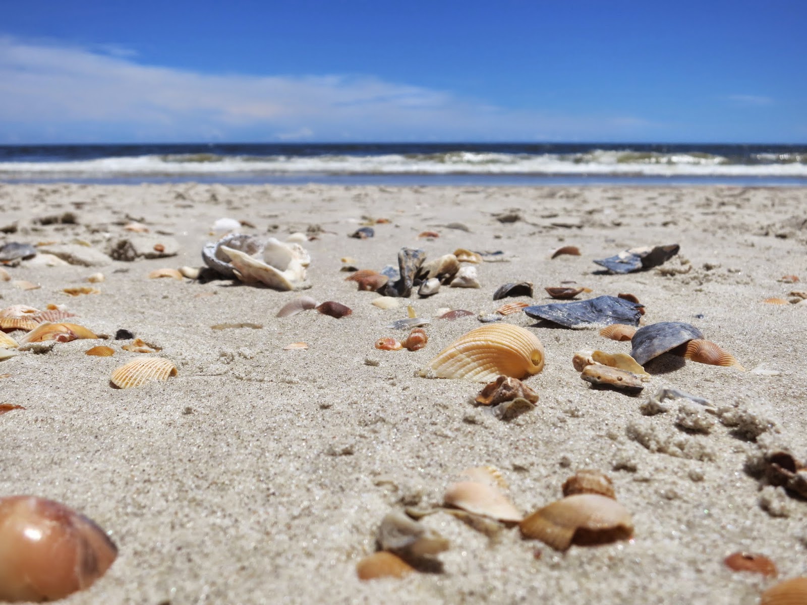 Operation: Old Elm: Seashell Crafting