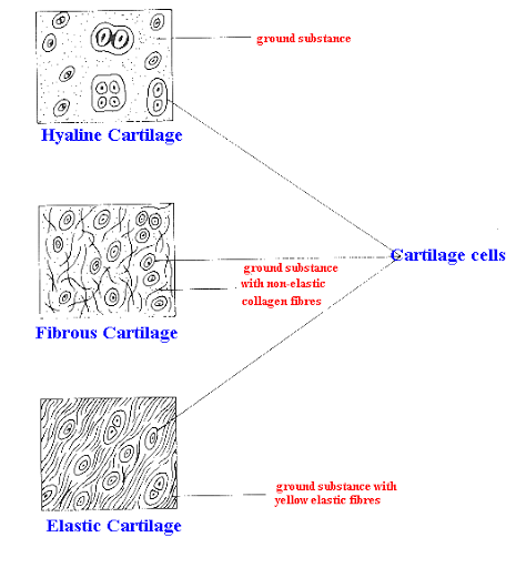 Cartilage and its Types - Health and Fitness Blog
