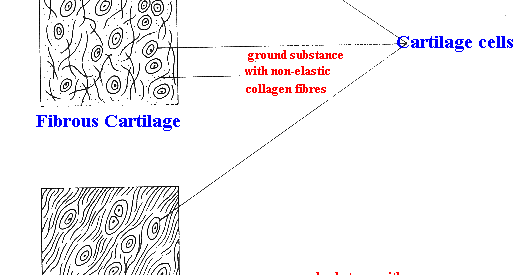 Cartilage and its Types - Health and Fitness Blog