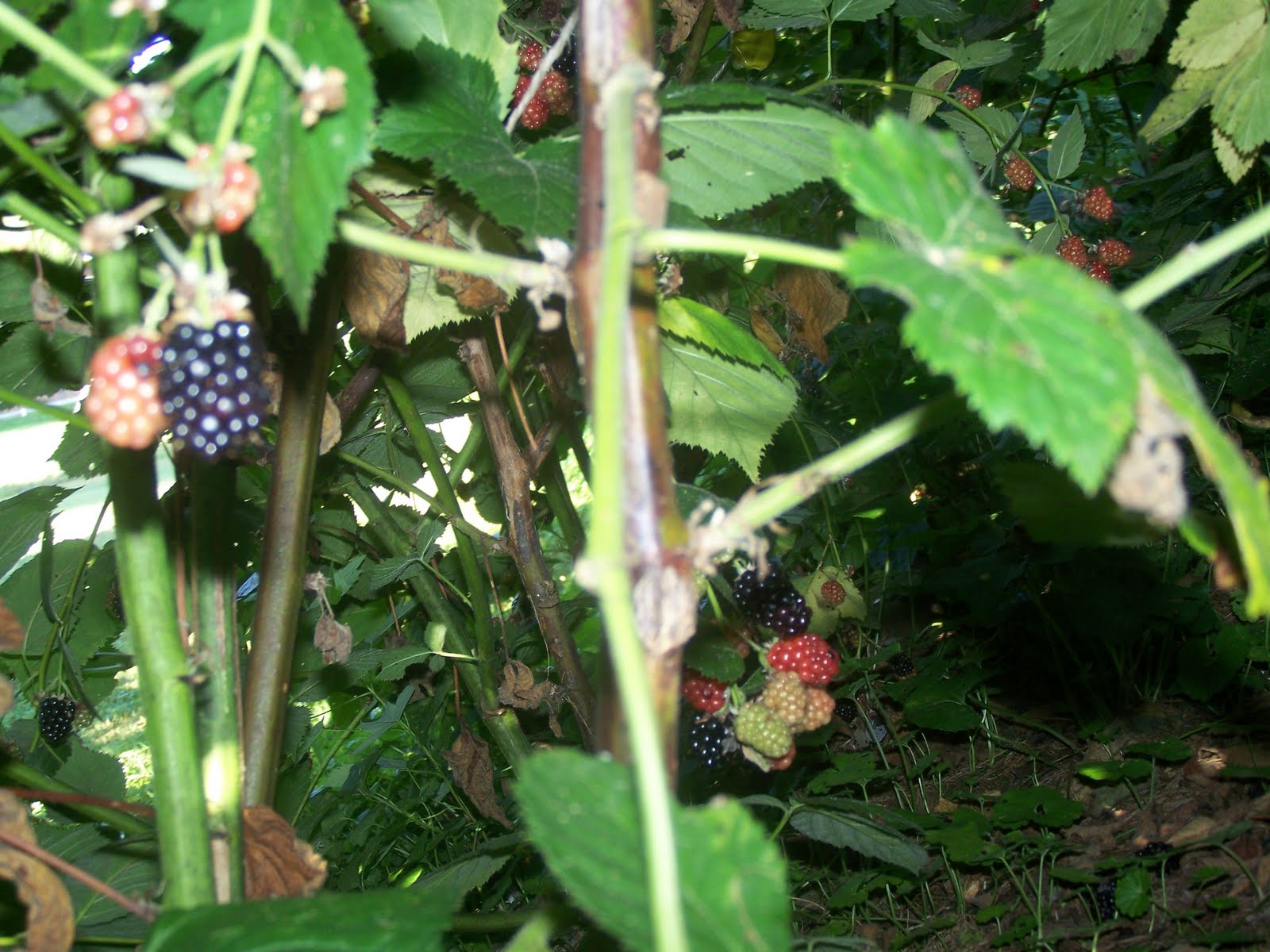 Writing in the Blackberry Patch: Picking Blackberries 101