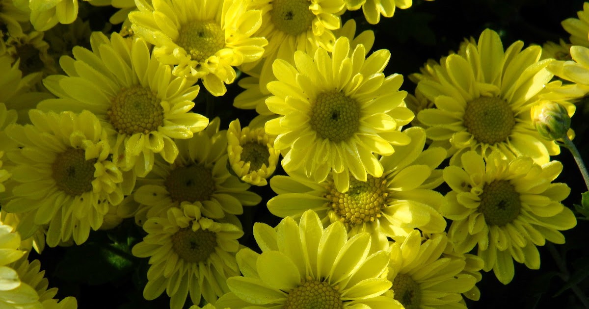 LA MULTI ANI, ROMANIA!: Crizanteme galbene